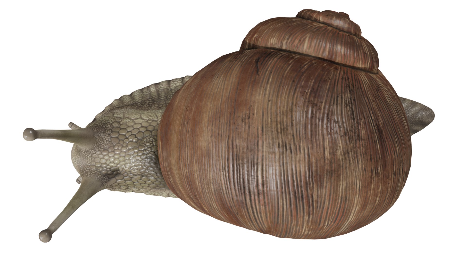 3D Snail - TurboSquid 2189500