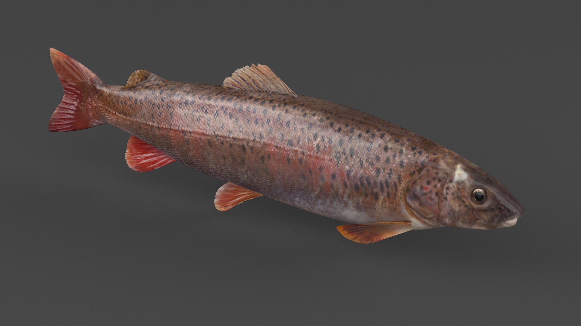 Fish Lenok Model - TurboSquid 2161553