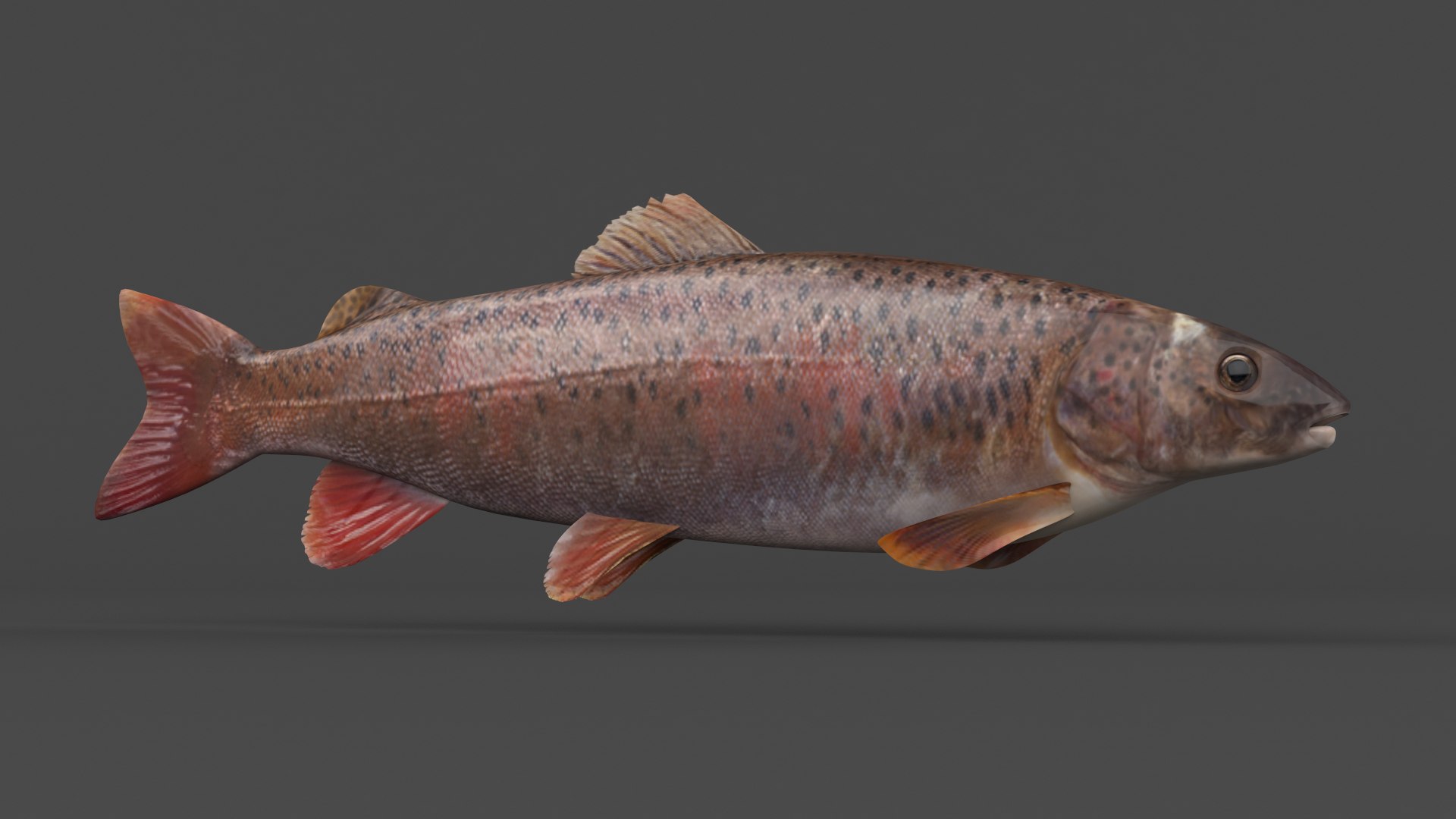 Fish Lenok Model - TurboSquid 2161553