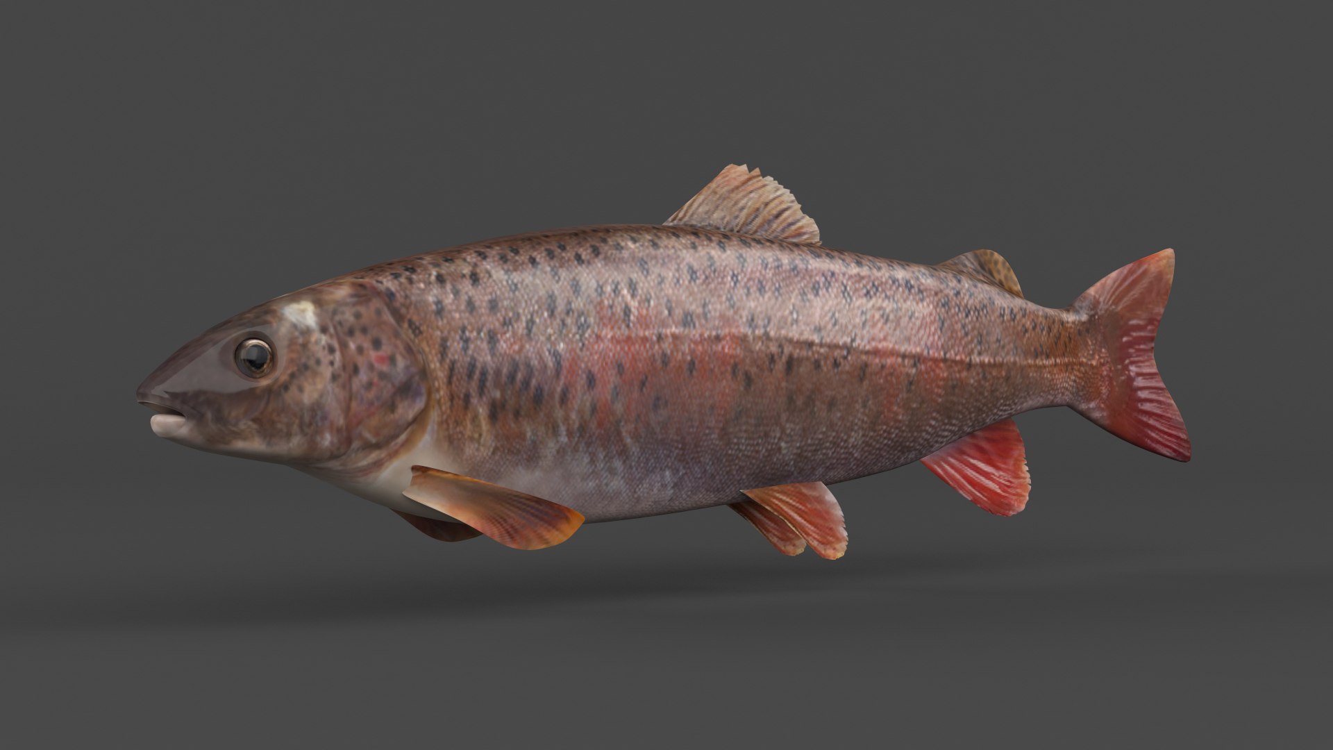 Fish Lenok Model - TurboSquid 2161553