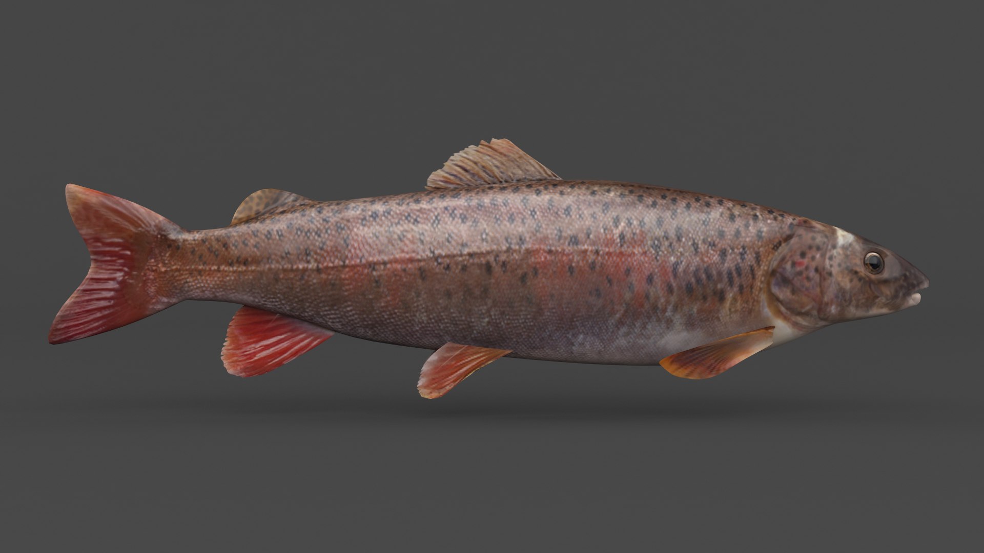 Fish Lenok Model - TurboSquid 2161553