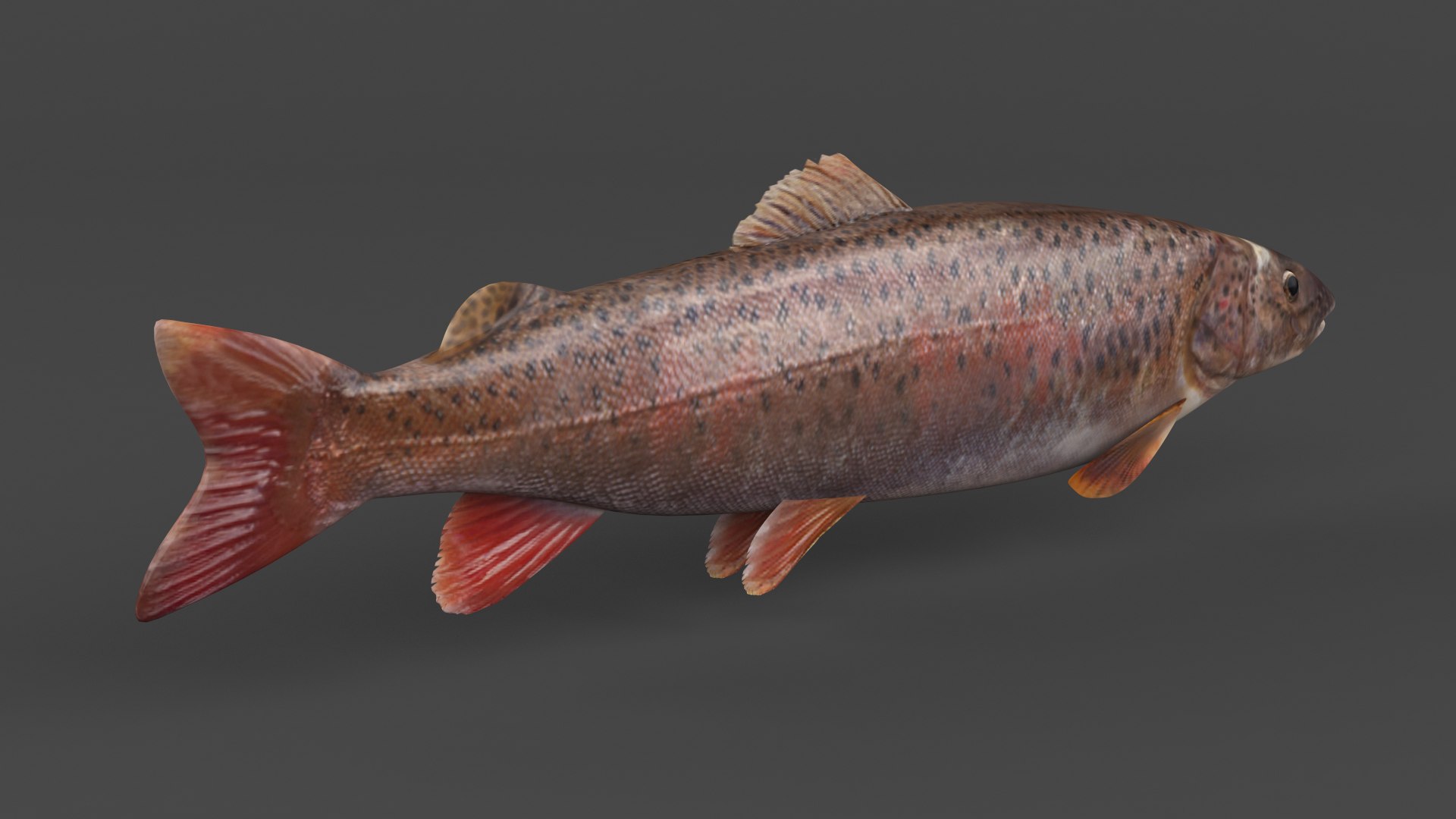 Fish Lenok Model - TurboSquid 2161553