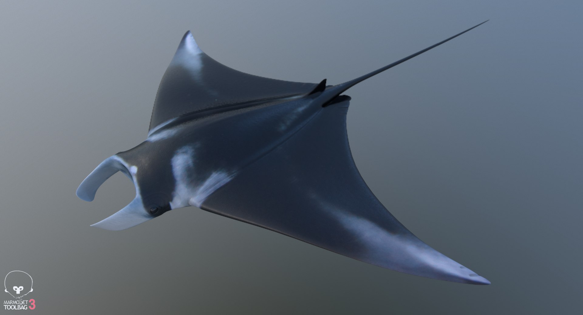 Manta Pbr 3D Model - TurboSquid 1350096