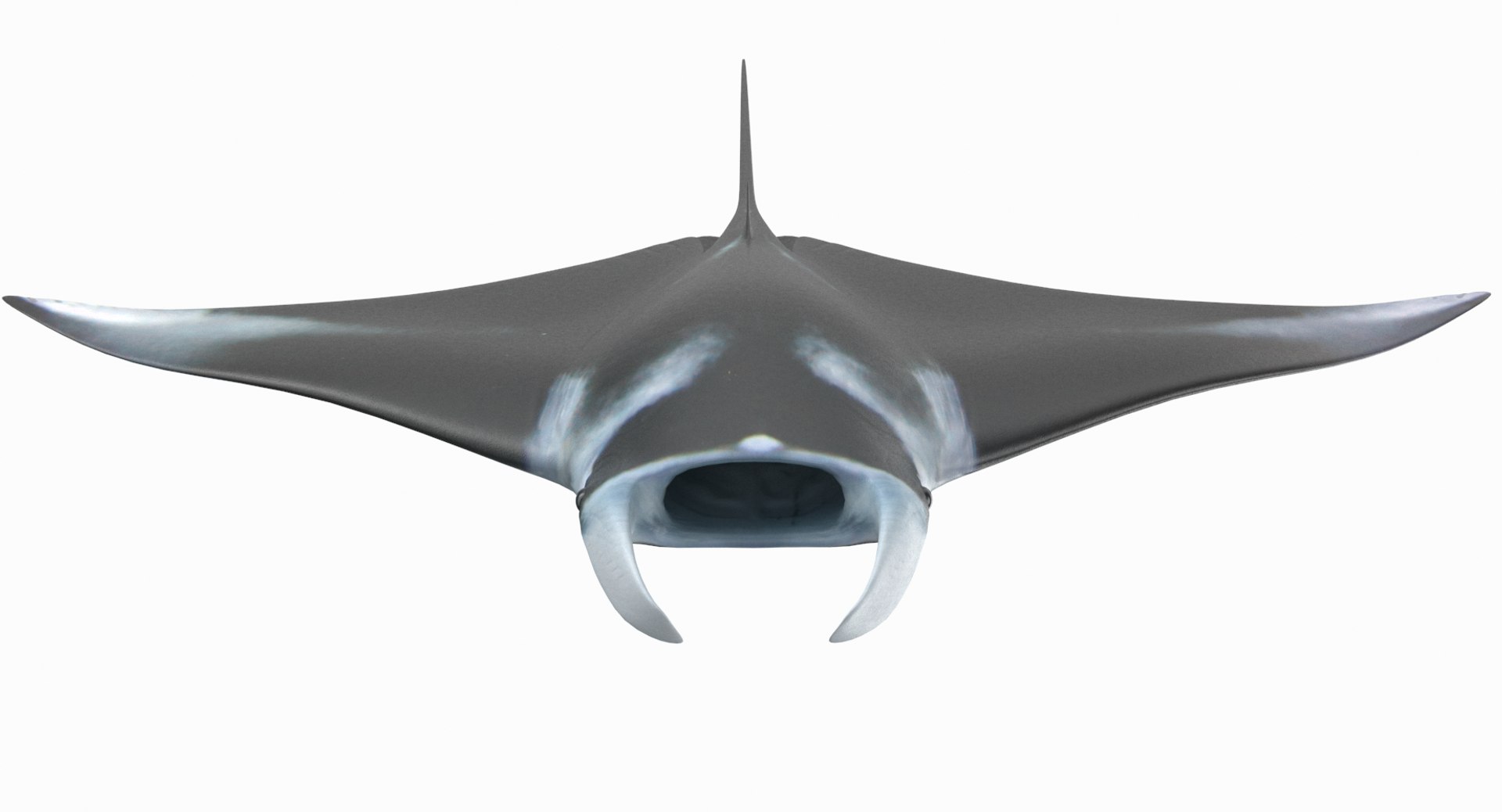 Manta Pbr 3D Model - TurboSquid 1350096