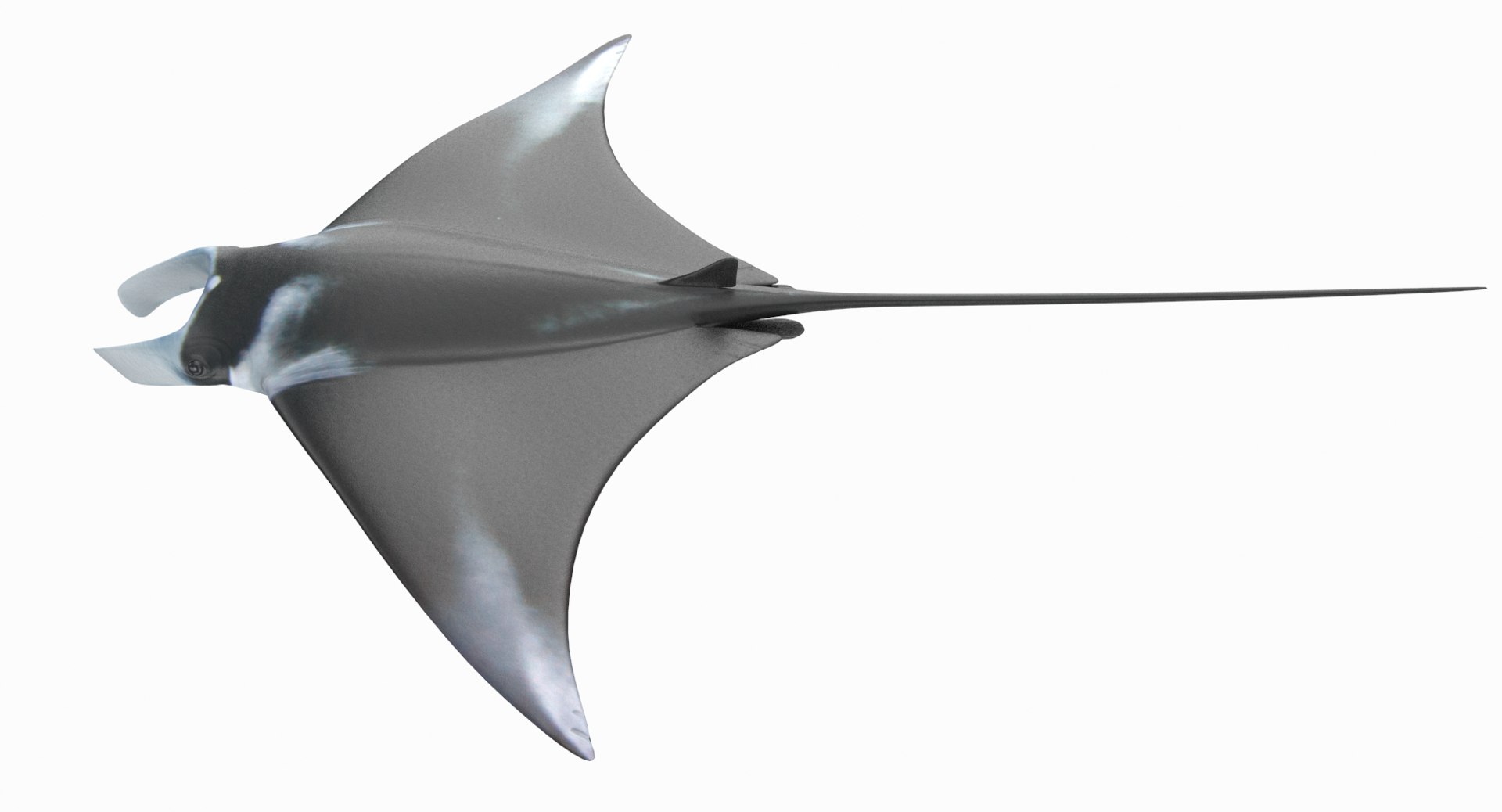 Manta Pbr 3D Model - TurboSquid 1350096