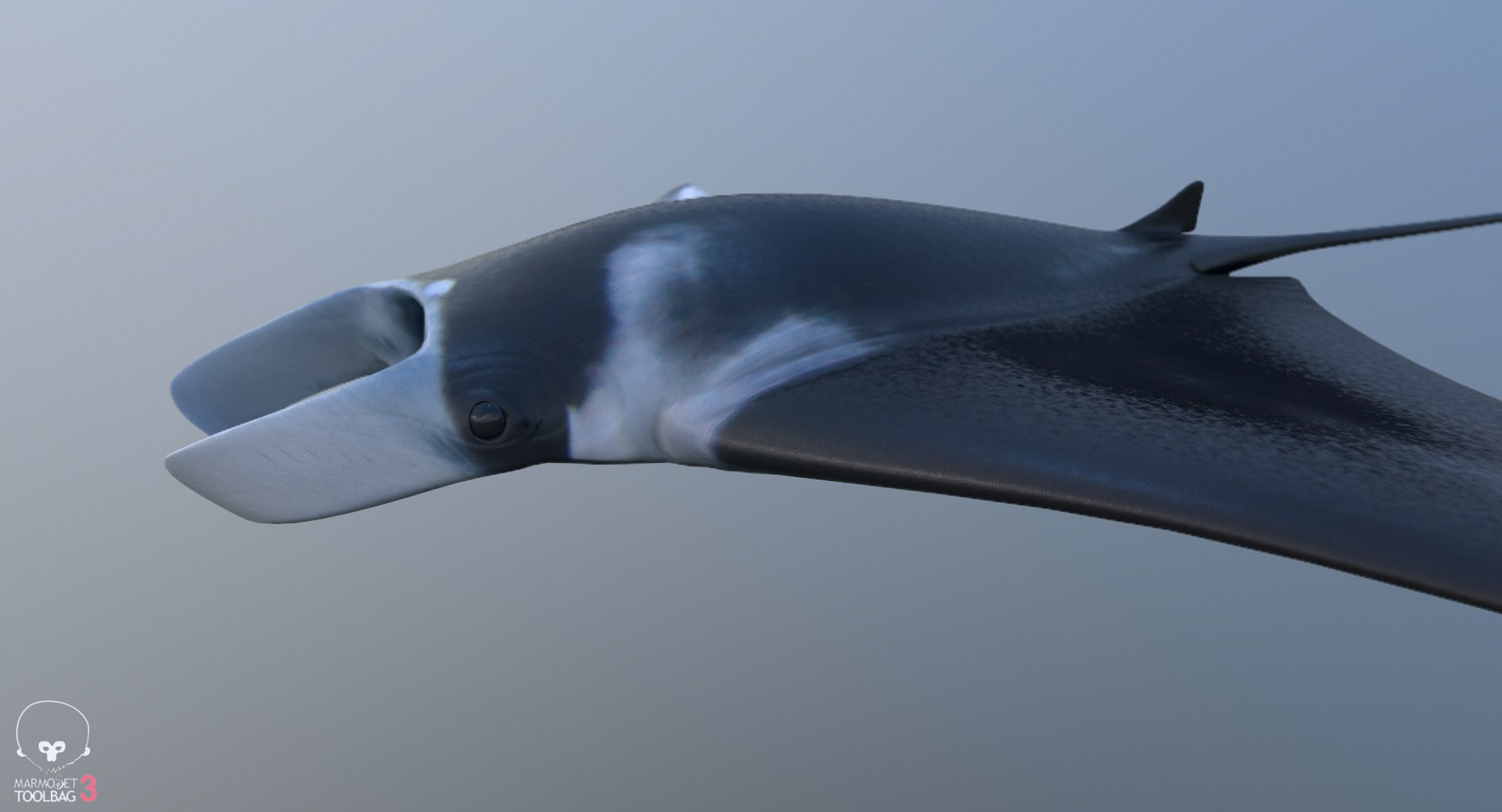 Manta Pbr 3D Model - TurboSquid 1350096