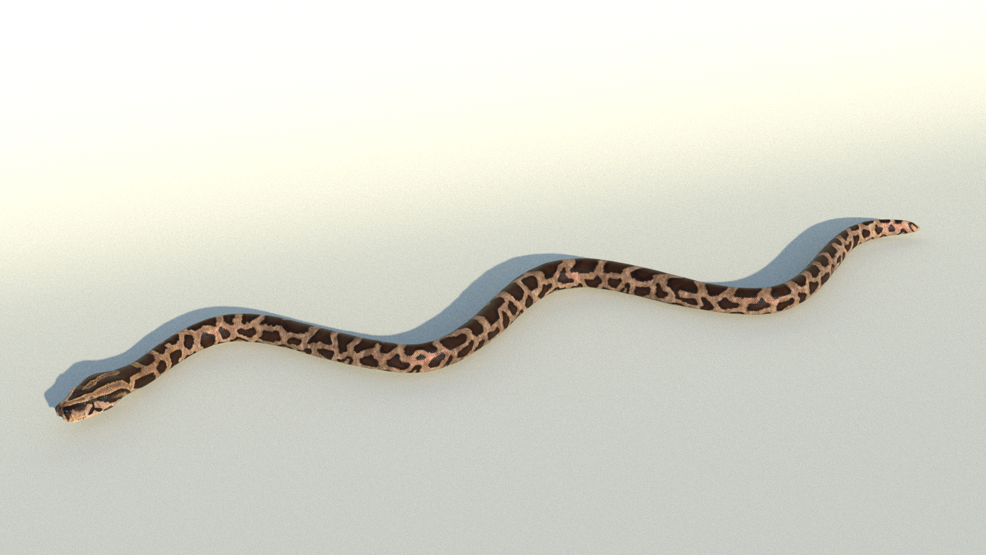 Burmese Python Rigged Animated 3D Model - TurboSquid 1727103