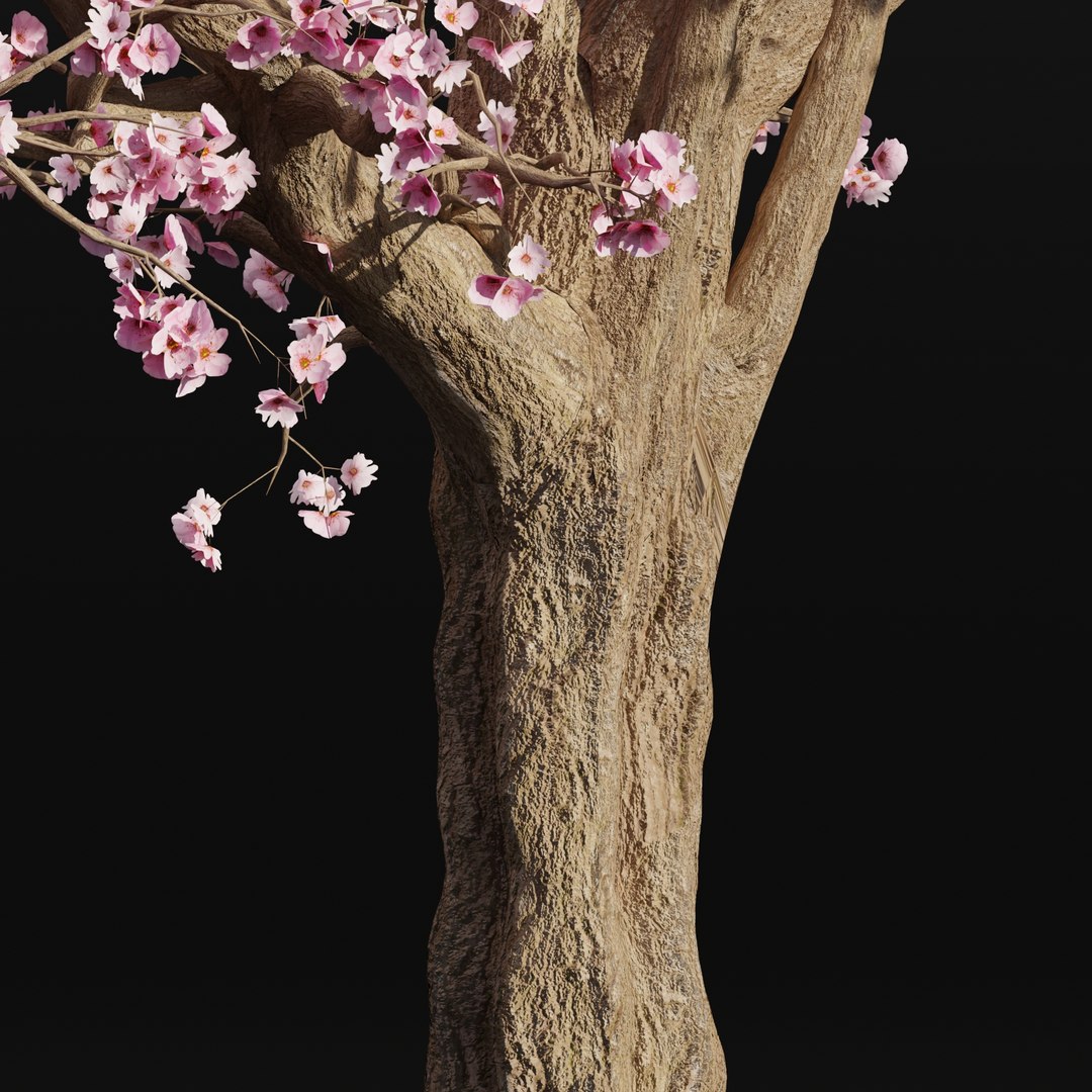East Asian Cherry Vol 239-Blender-3dmodel 3D Model - TurboSquid 2213970