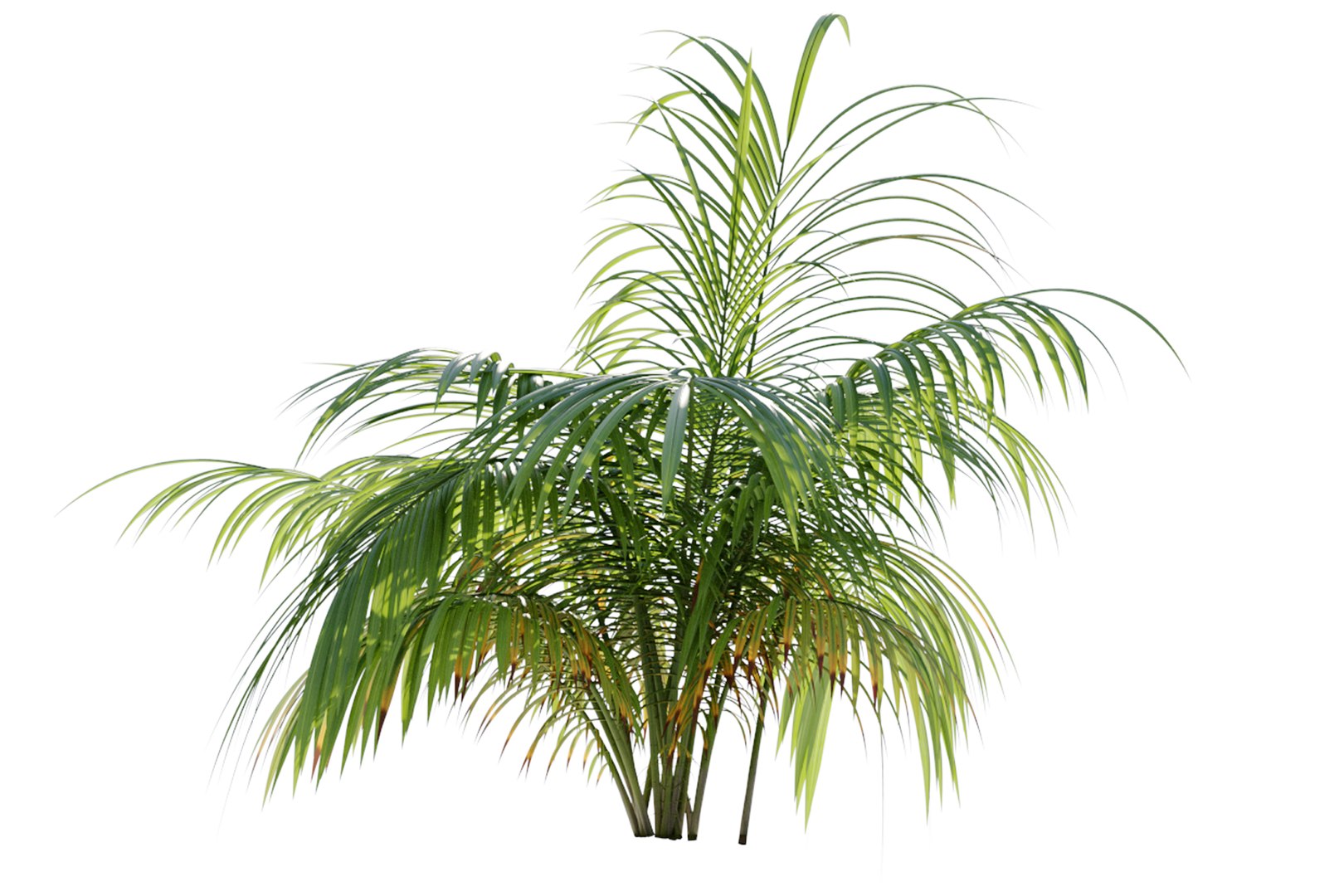 Parlor Palm 3D Model - TurboSquid 1953084