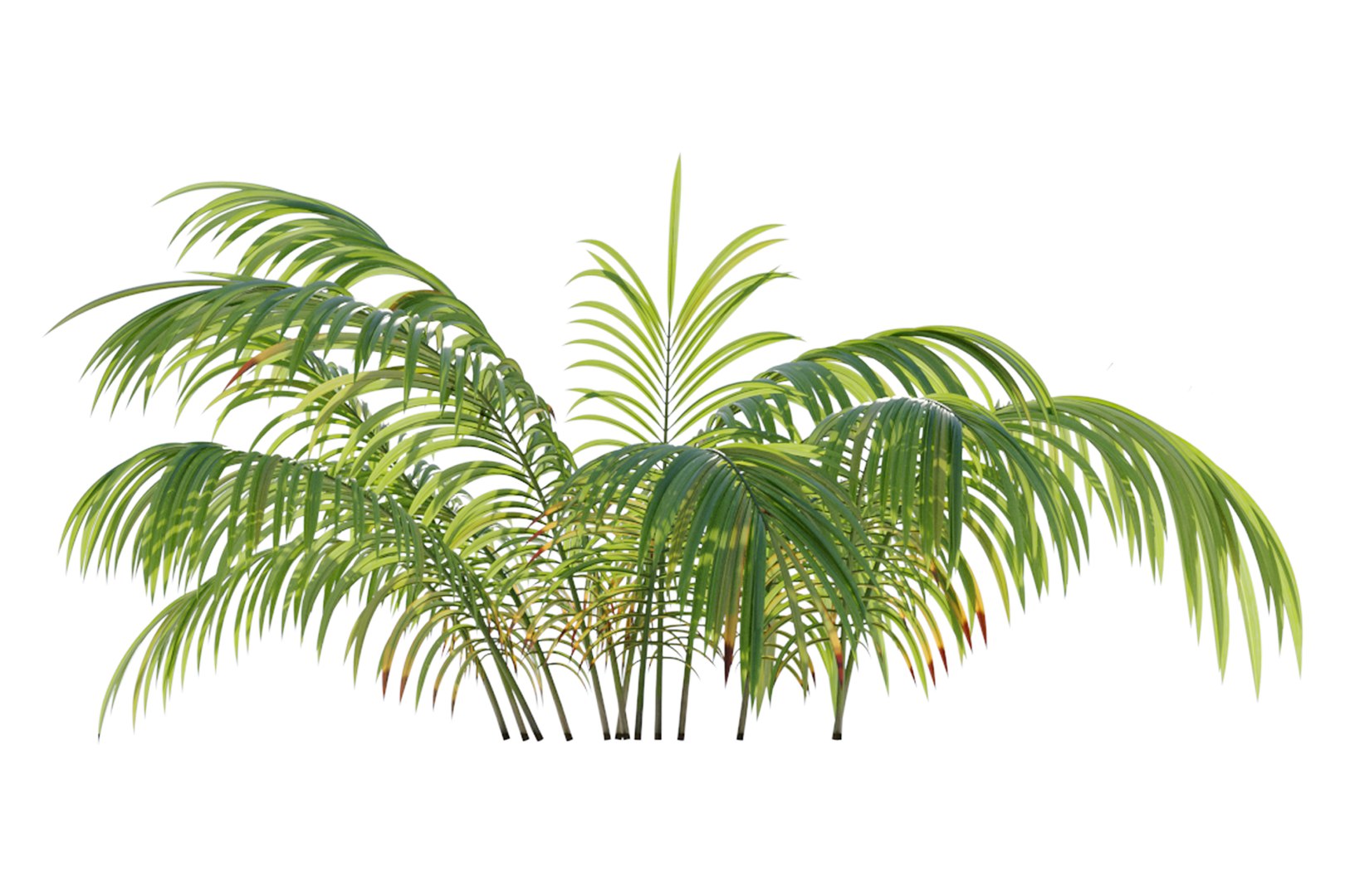 Parlor Palm 3D Model - TurboSquid 1953084