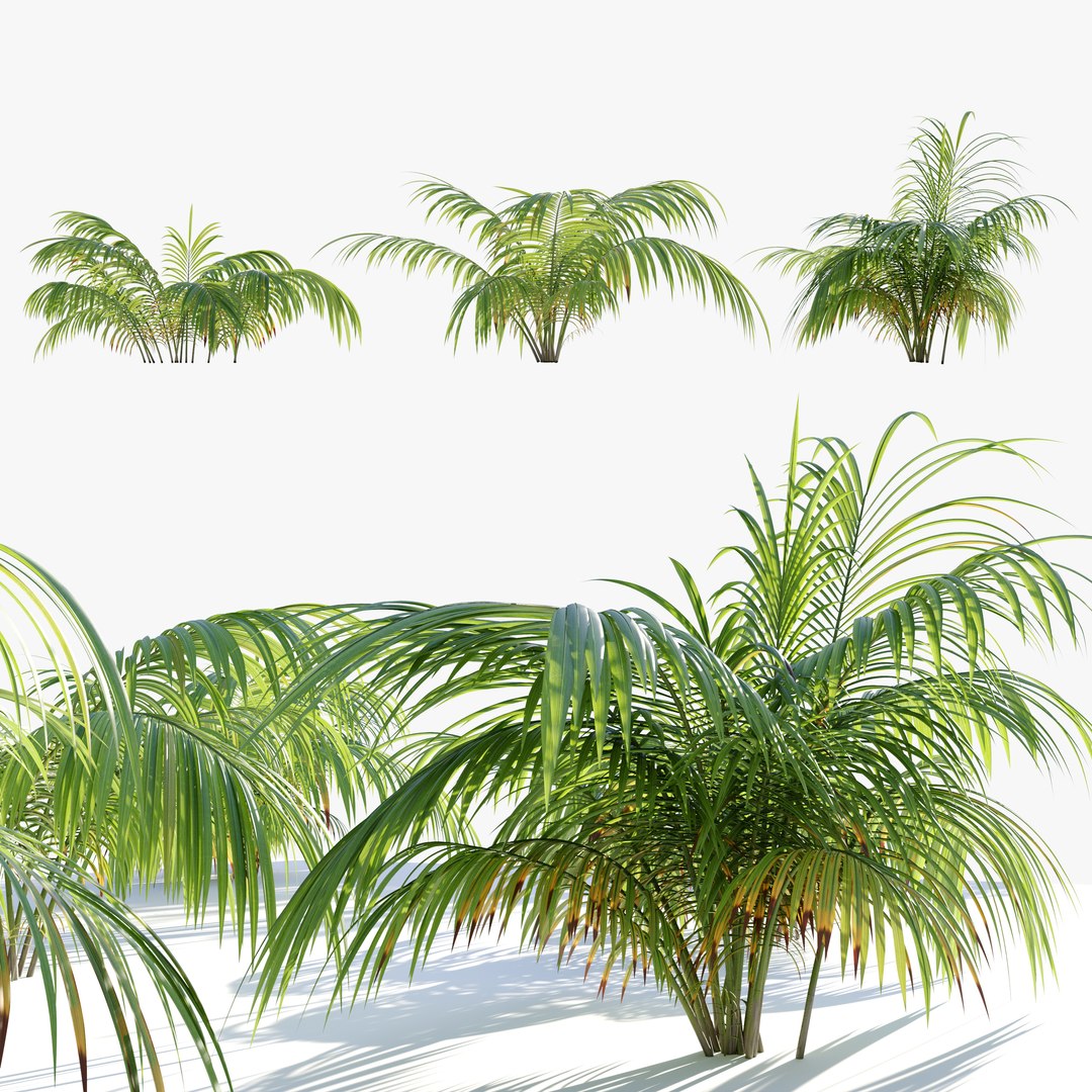 Parlor Palm 3D Model - TurboSquid 1953084