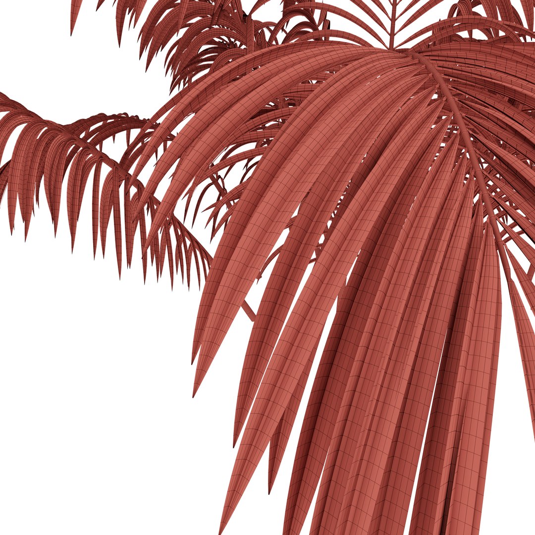 Parlor Palm 3D Model - TurboSquid 1953084