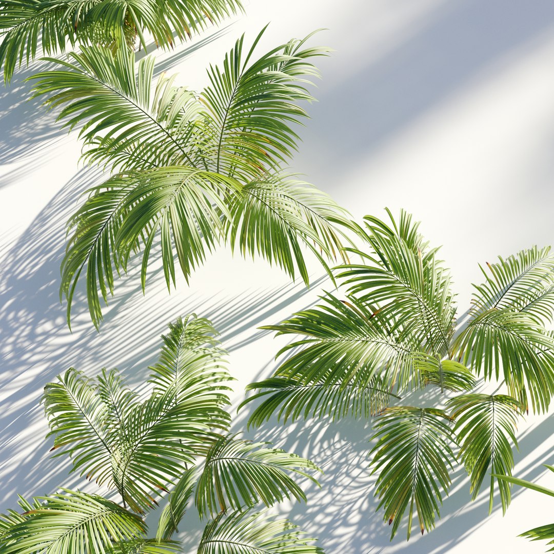 Parlor Palm 3D Model - TurboSquid 1953084