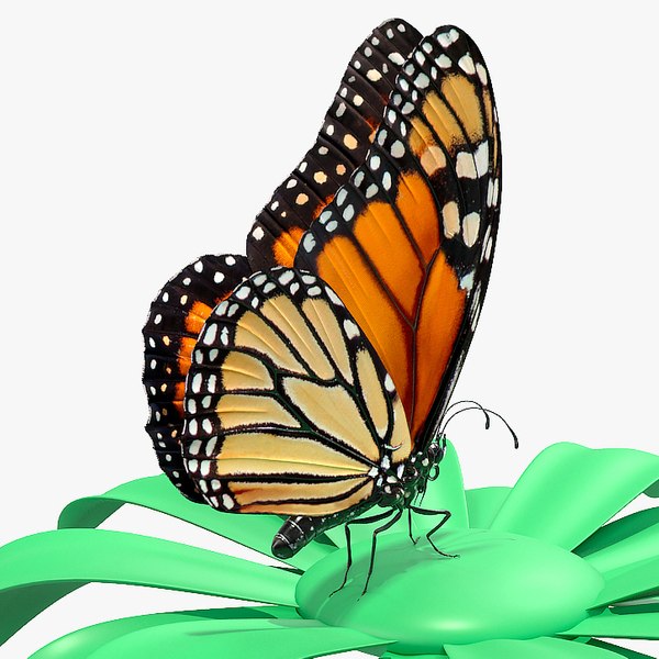 Animated Monarch Butterfly 3D Models for Download | TurboSquid