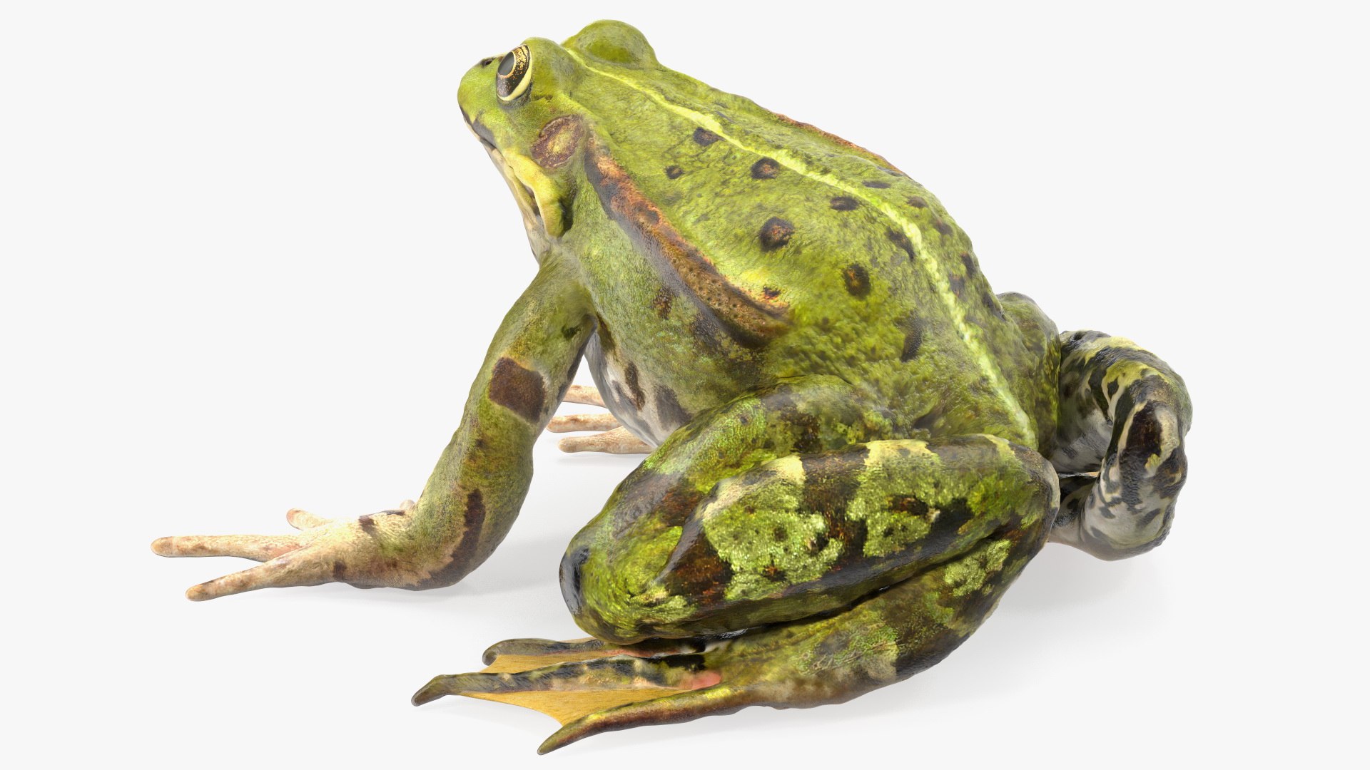 3D model Frog Rigged for Maya - TurboSquid 1716071
