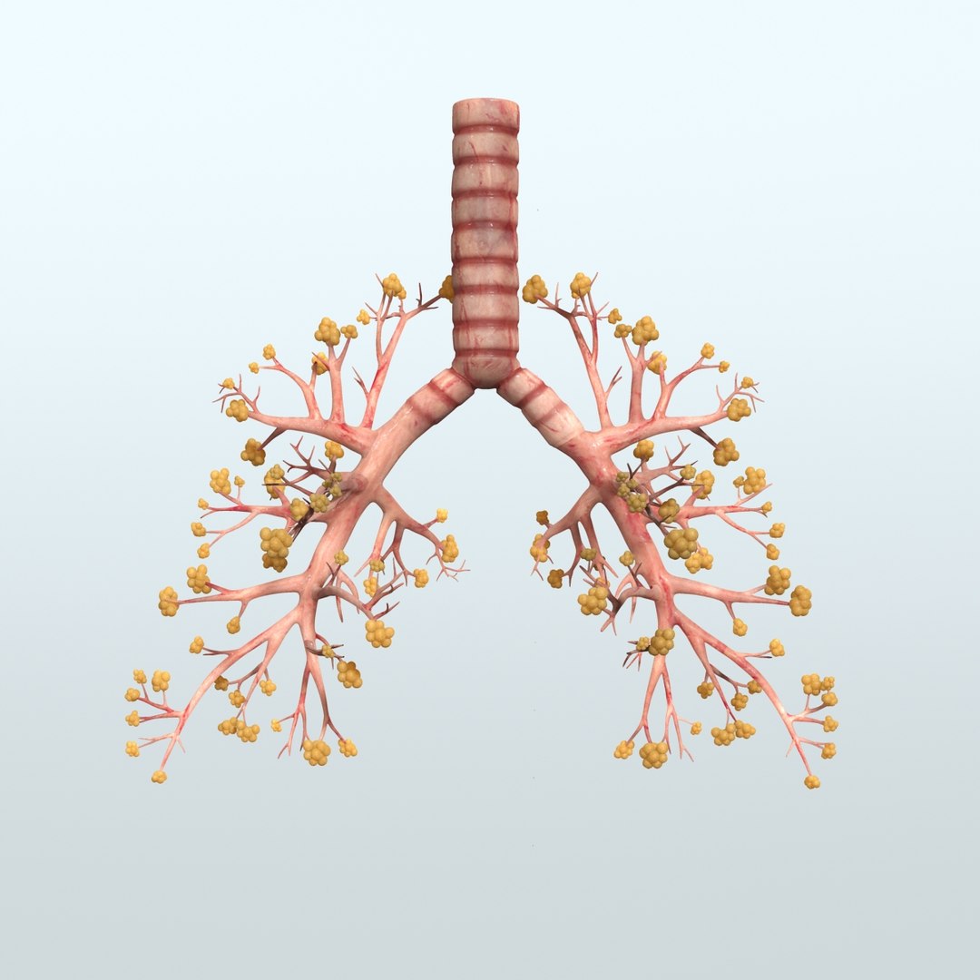 3ds Max Realistic Human Respiratory