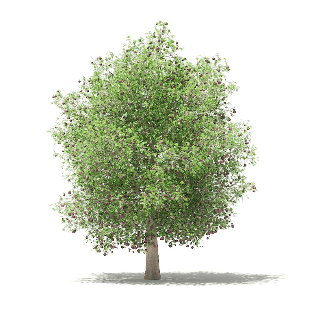 3D model common fig tree fruits - TurboSquid 1305760