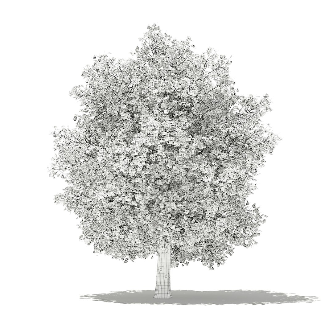 3D model common fig tree fruits - TurboSquid 1305760