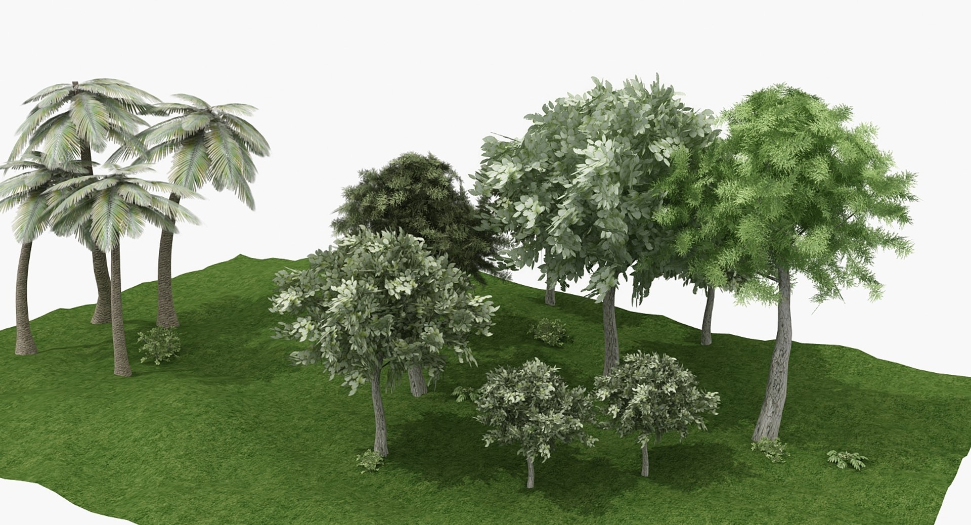 Palm Tree 3D Model - TurboSquid 1331606