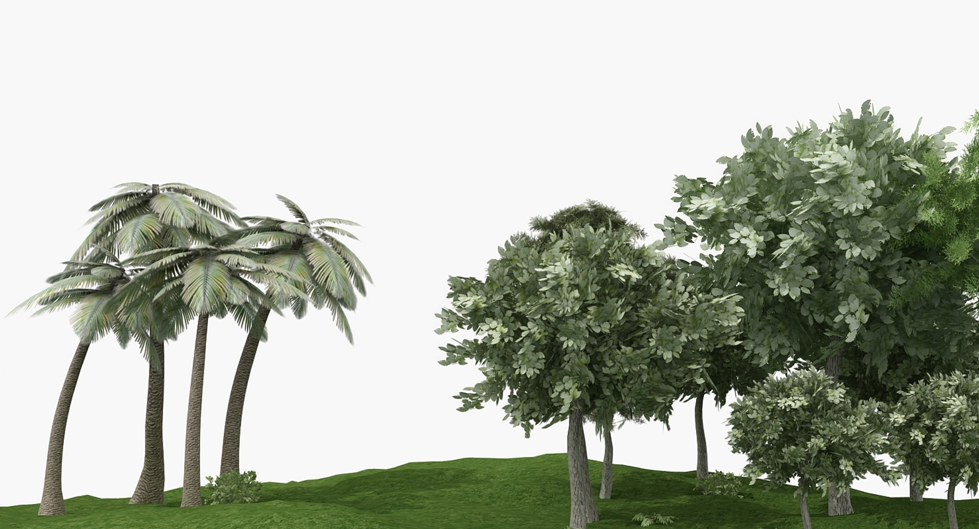 Palm Tree 3D Model - TurboSquid 1331606