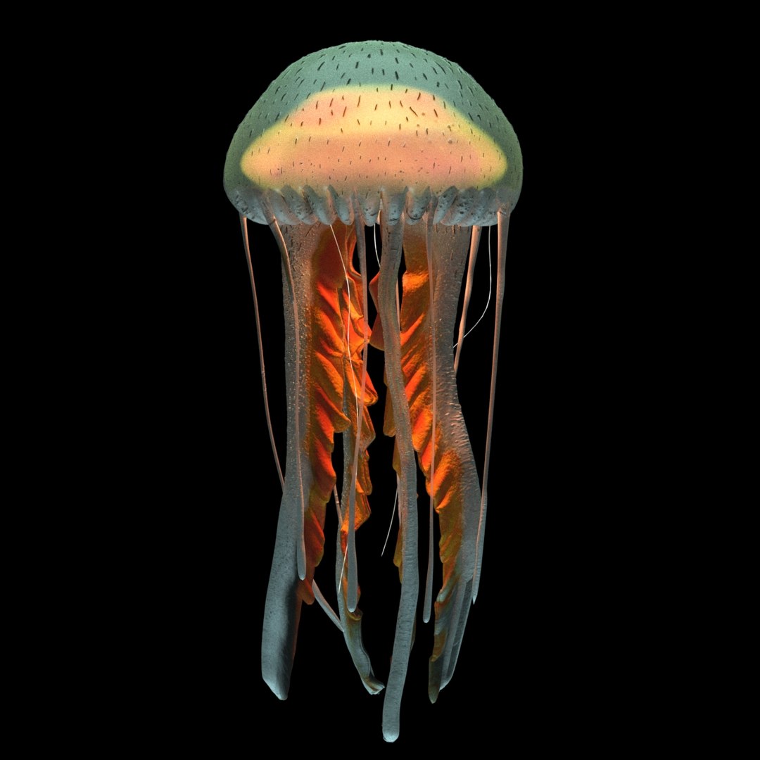 Realistic Jellyfish Collection Vol.1 3D Model - TurboSquid 2441985