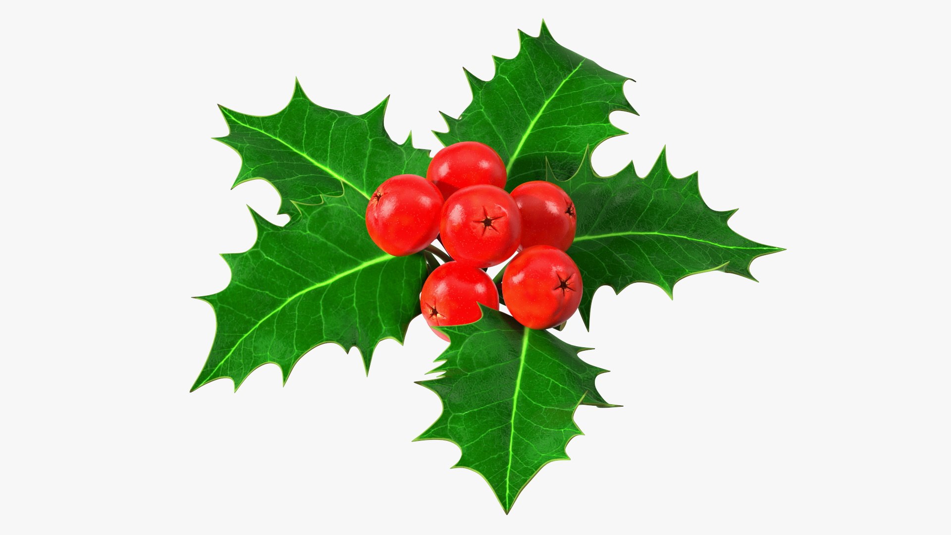 3D Christmas Decoration Sprig Holly model - TurboSquid 2076127