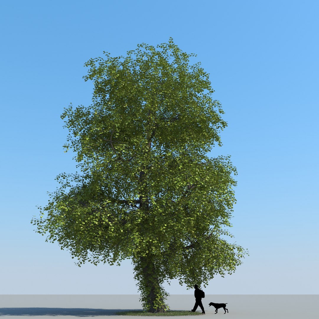3ds Max Realistic Linden Tree Leaf