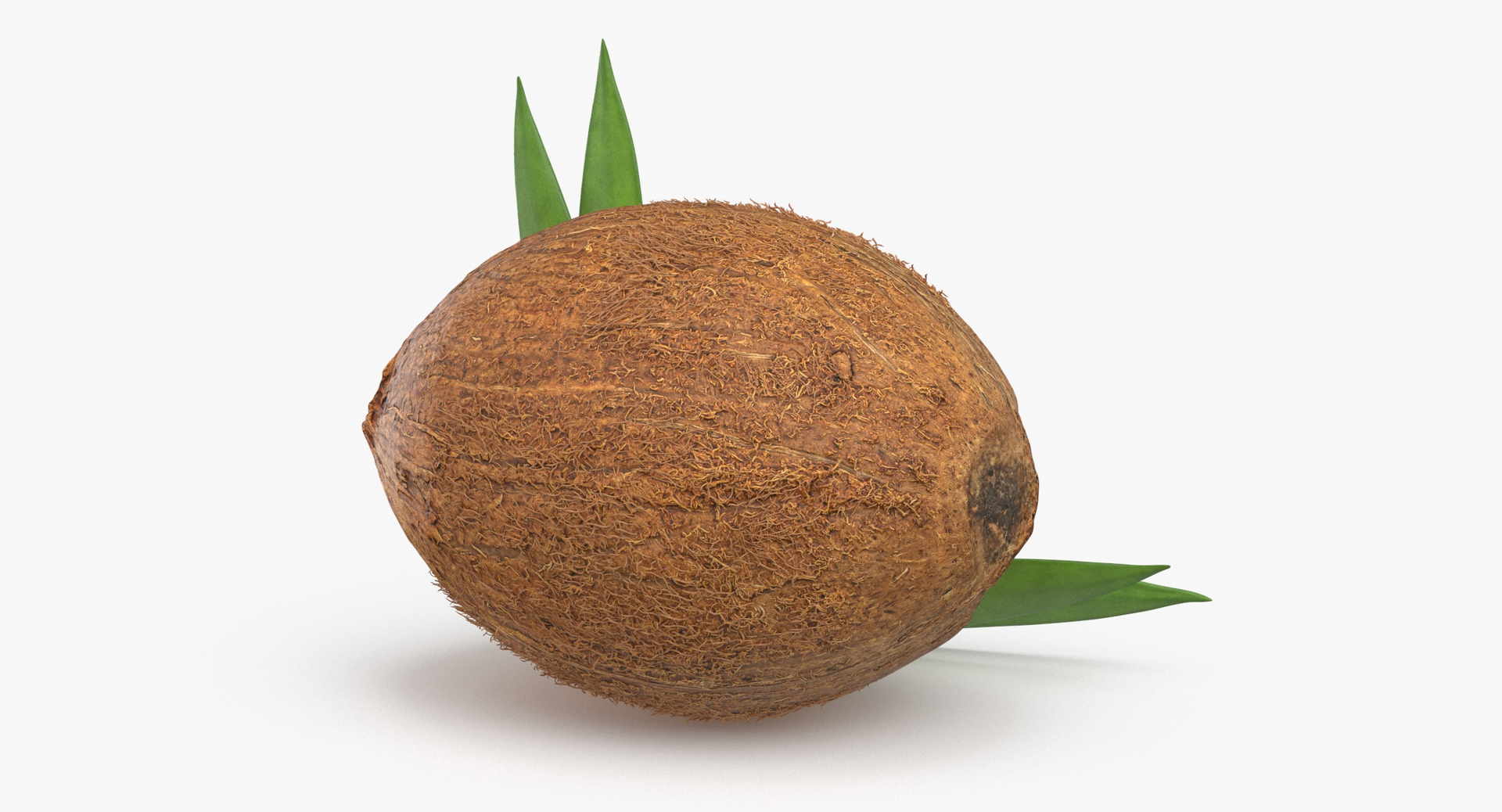 3D Prop 06 Coconut Whole - TurboSquid 2143050
