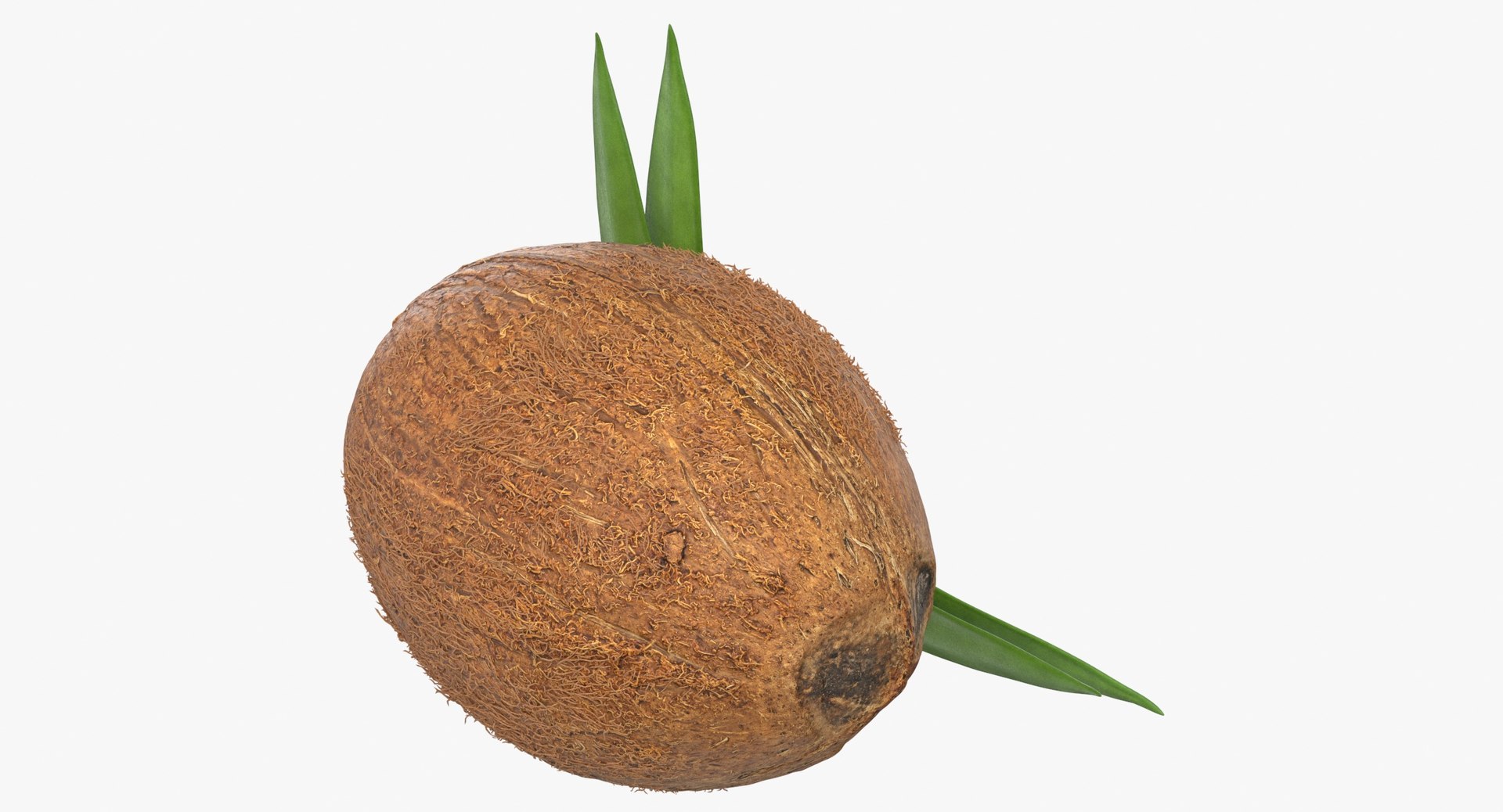 3D Prop 06 Coconut Whole - TurboSquid 2143050