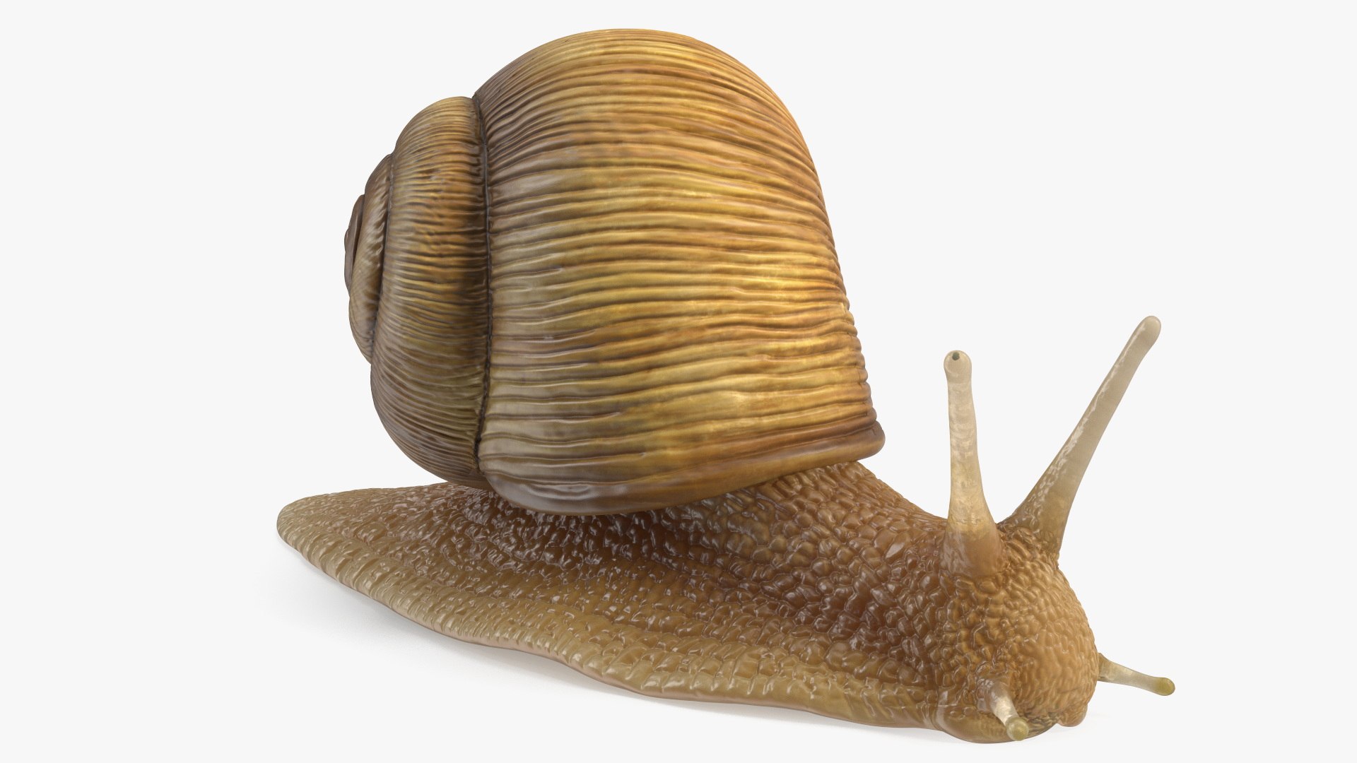 Garden Snail Rigged 3D Model - TurboSquid 2184747