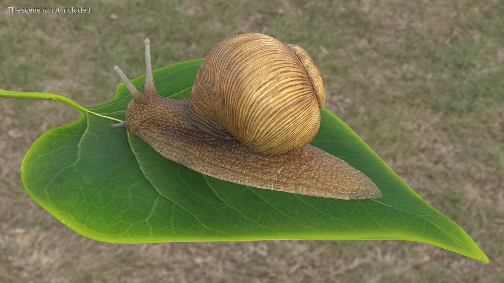 Garden Snail Rigged 3D Model - TurboSquid 2184747