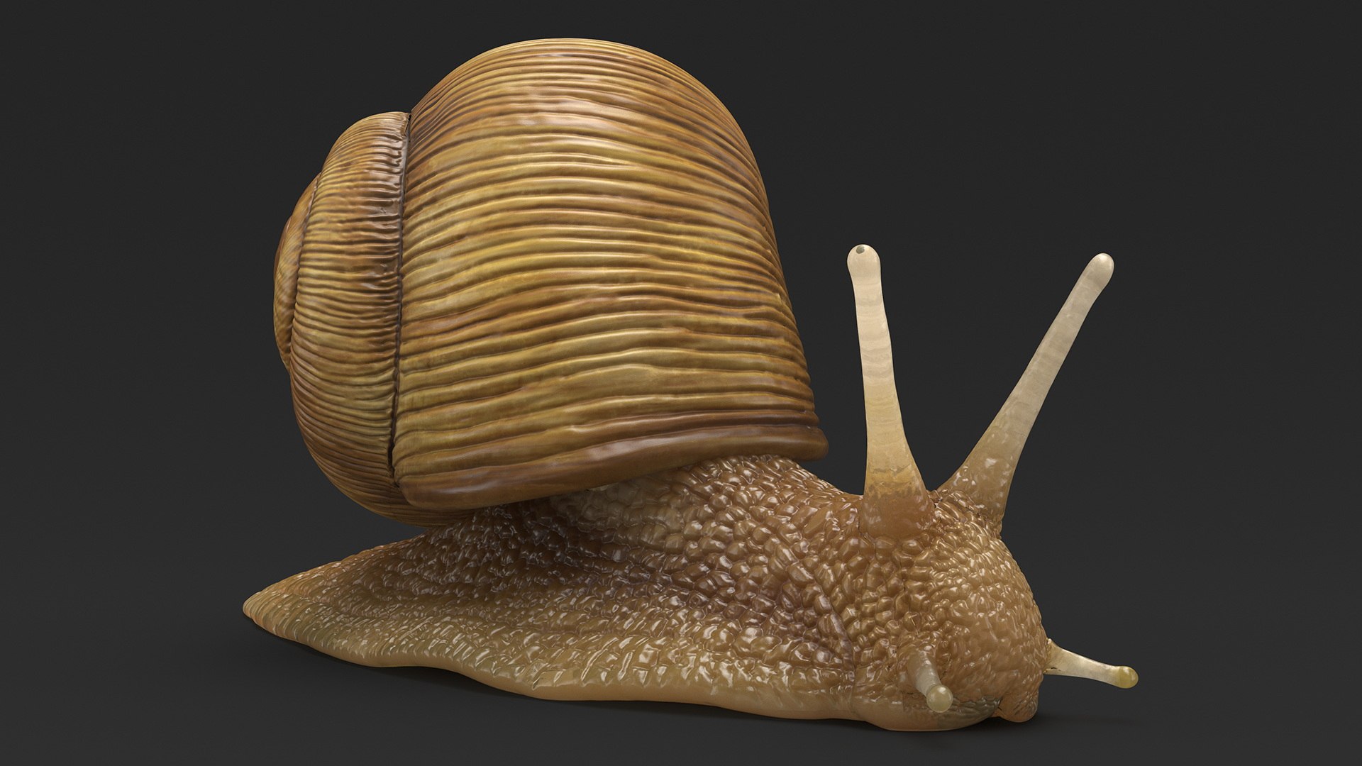 Garden Snail Rigged 3D Model - TurboSquid 2184747