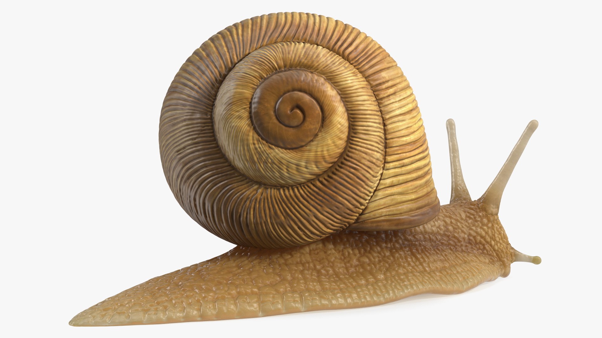 Garden Snail Rigged 3D Model - TurboSquid 2184747