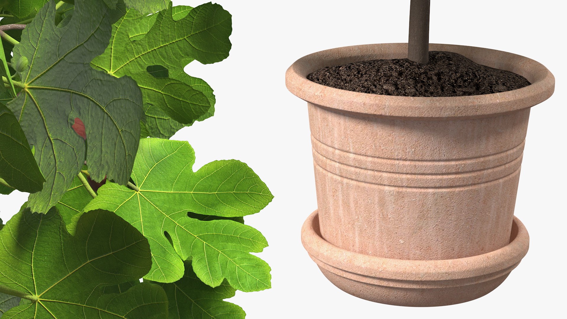 3D potted small fig tree model - TurboSquid 1681593