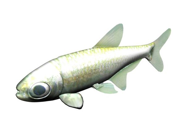 3d platinum tetra model