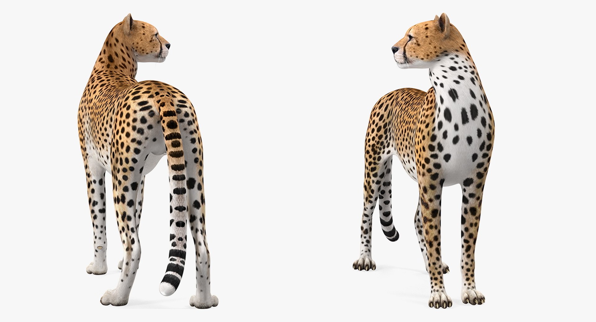3D cheetah looking model - TurboSquid 1393908
