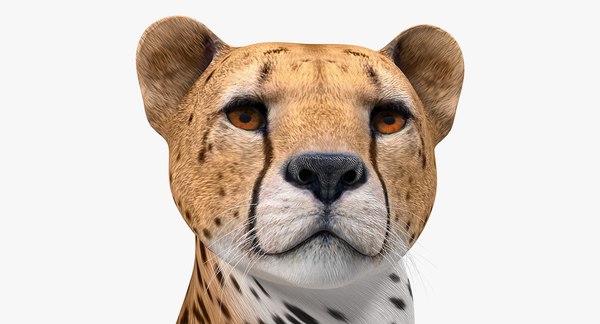 3D cheetah looking model - TurboSquid 1393908