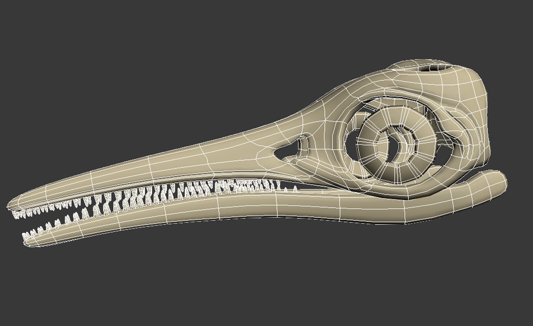 3D Model Ichthyosaurus Skull - TurboSquid 1229533