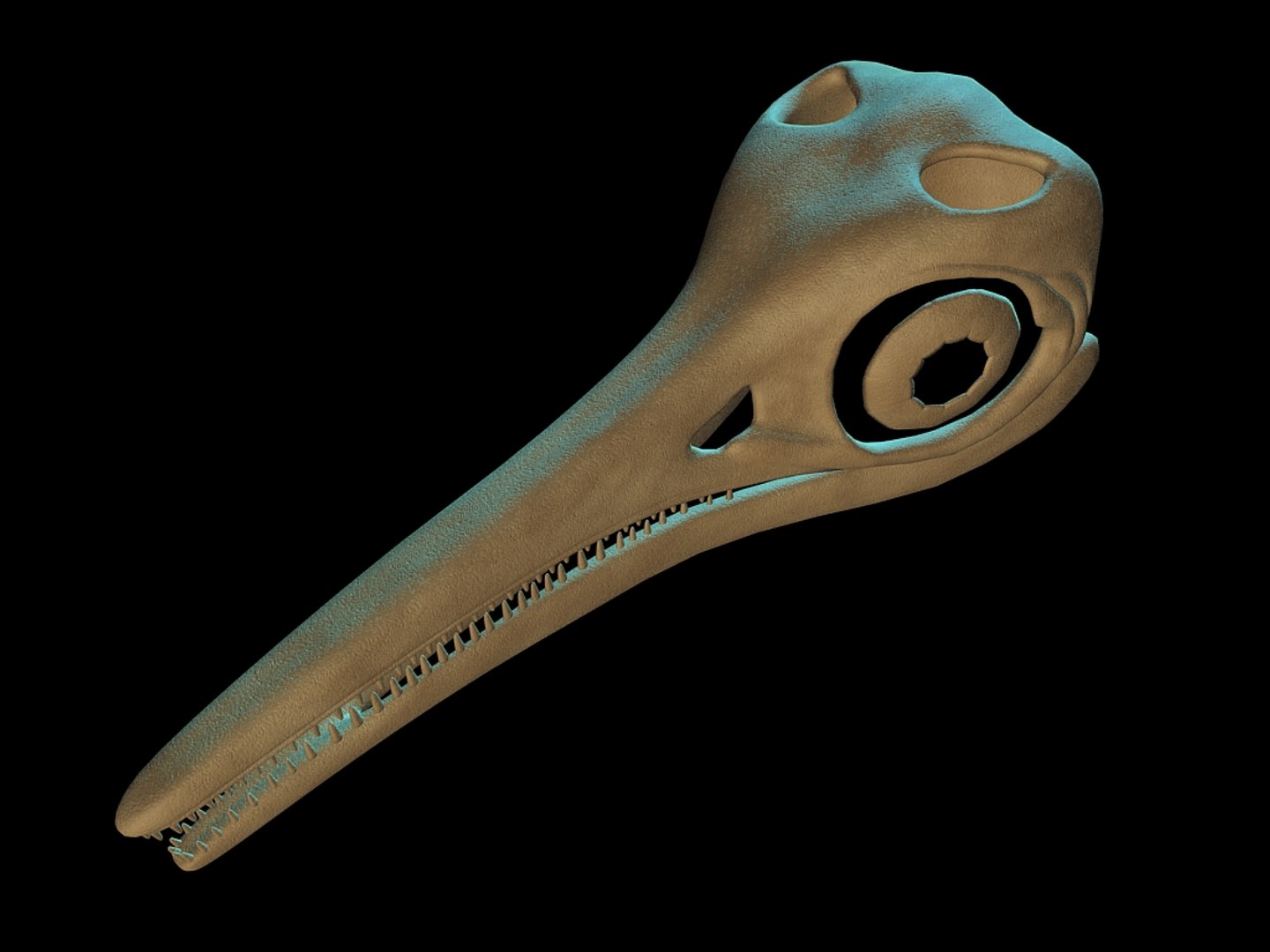 3D Model Ichthyosaurus Skull - TurboSquid 1229533