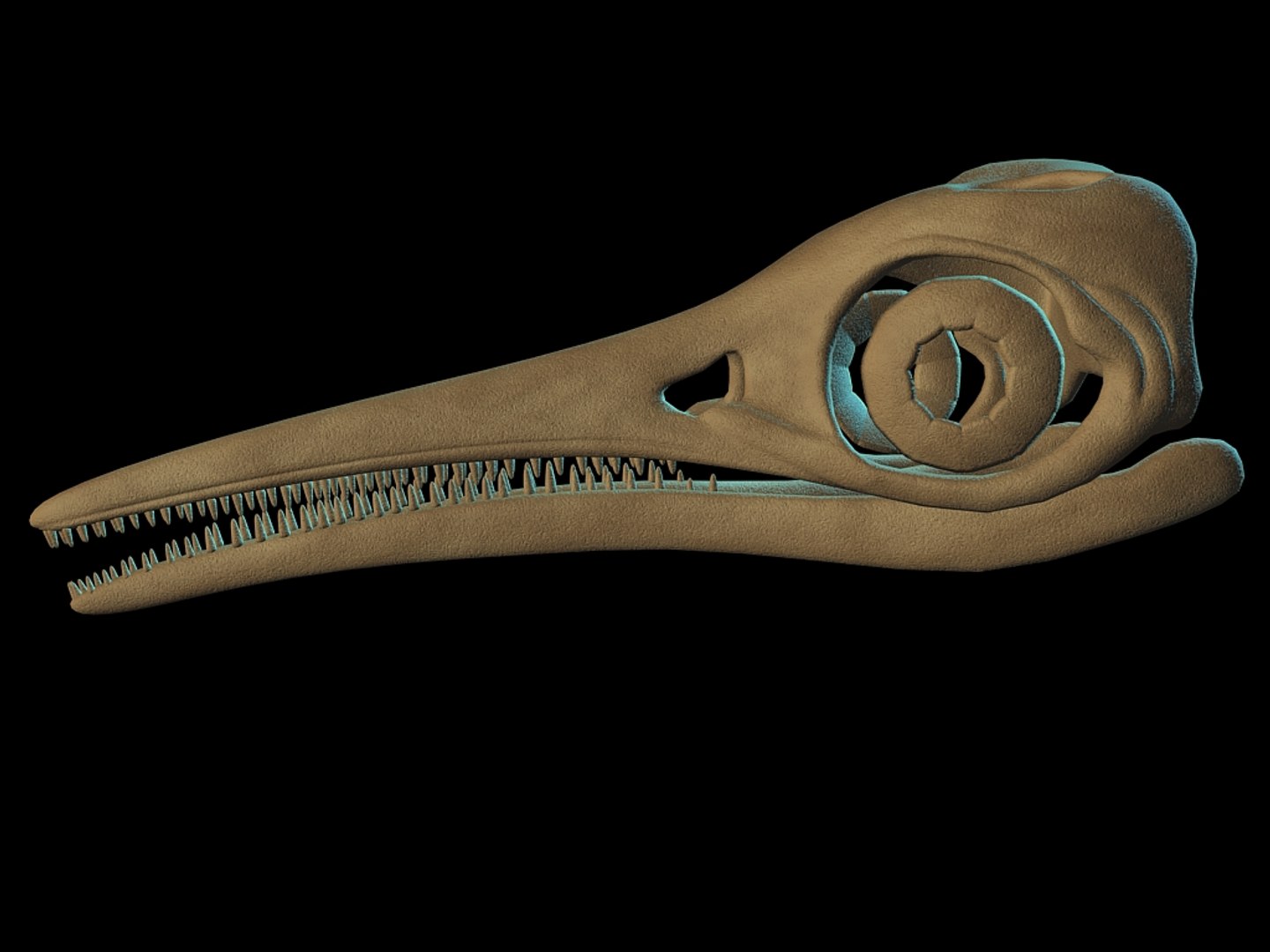 3D Model Ichthyosaurus Skull - TurboSquid 1229533