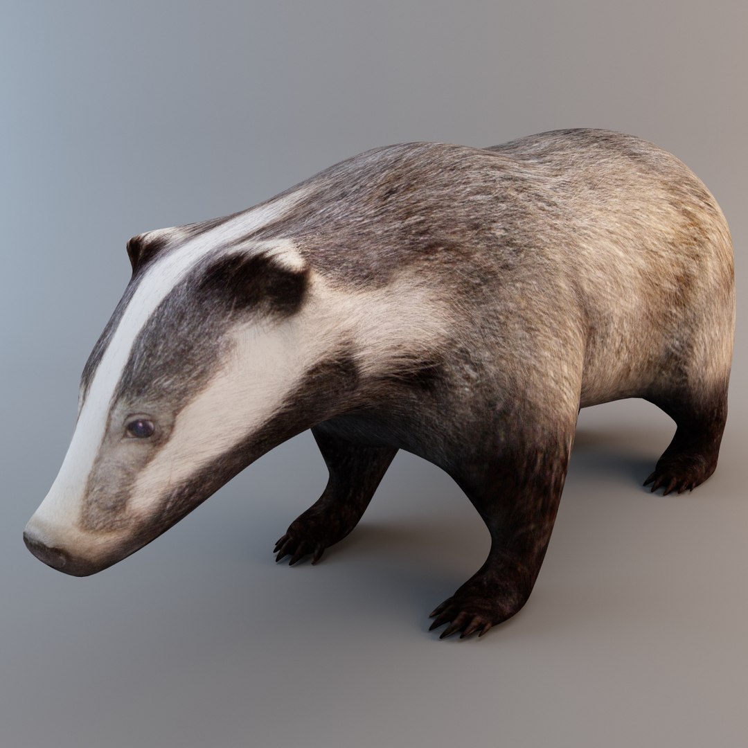 3ds European Badger