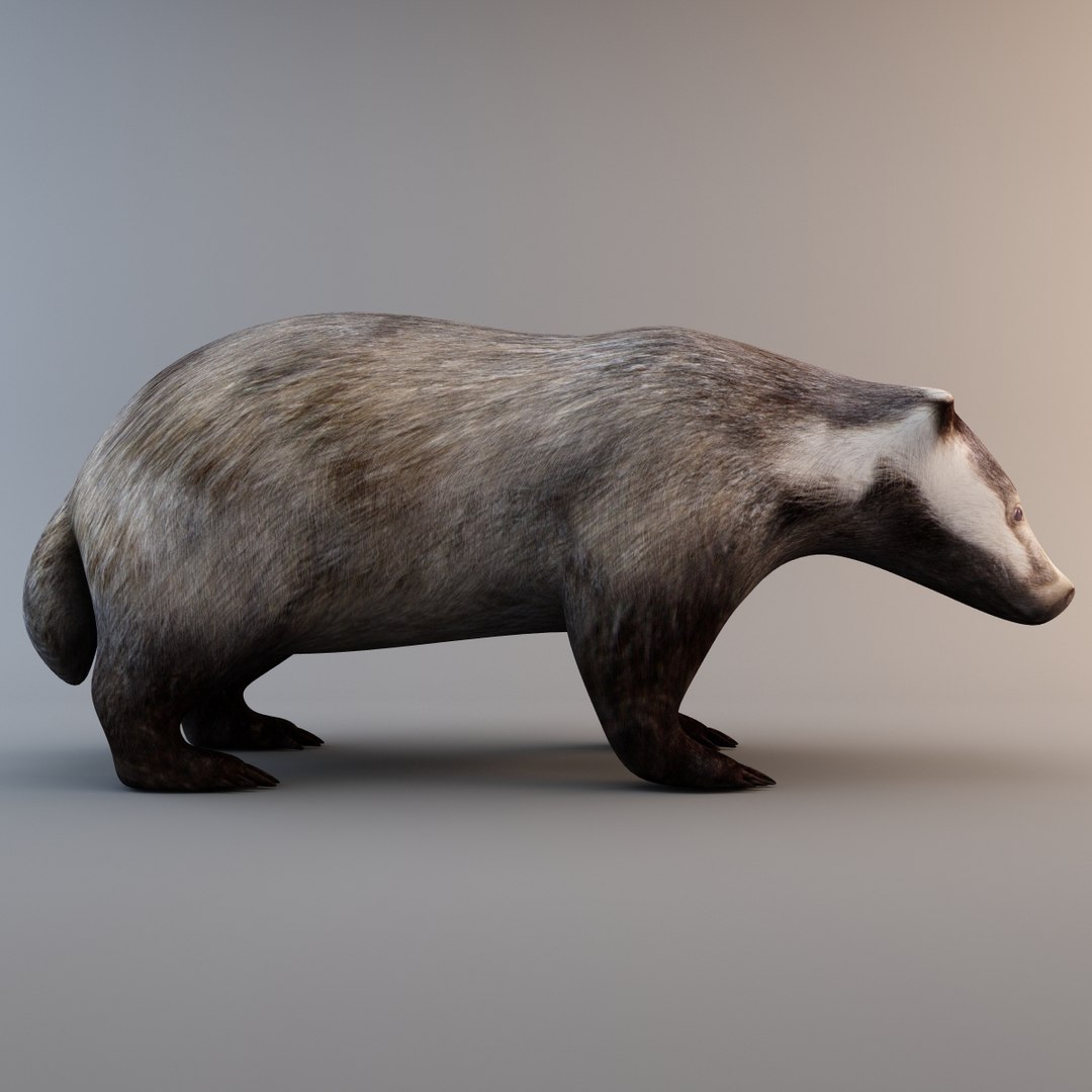 3ds European Badger