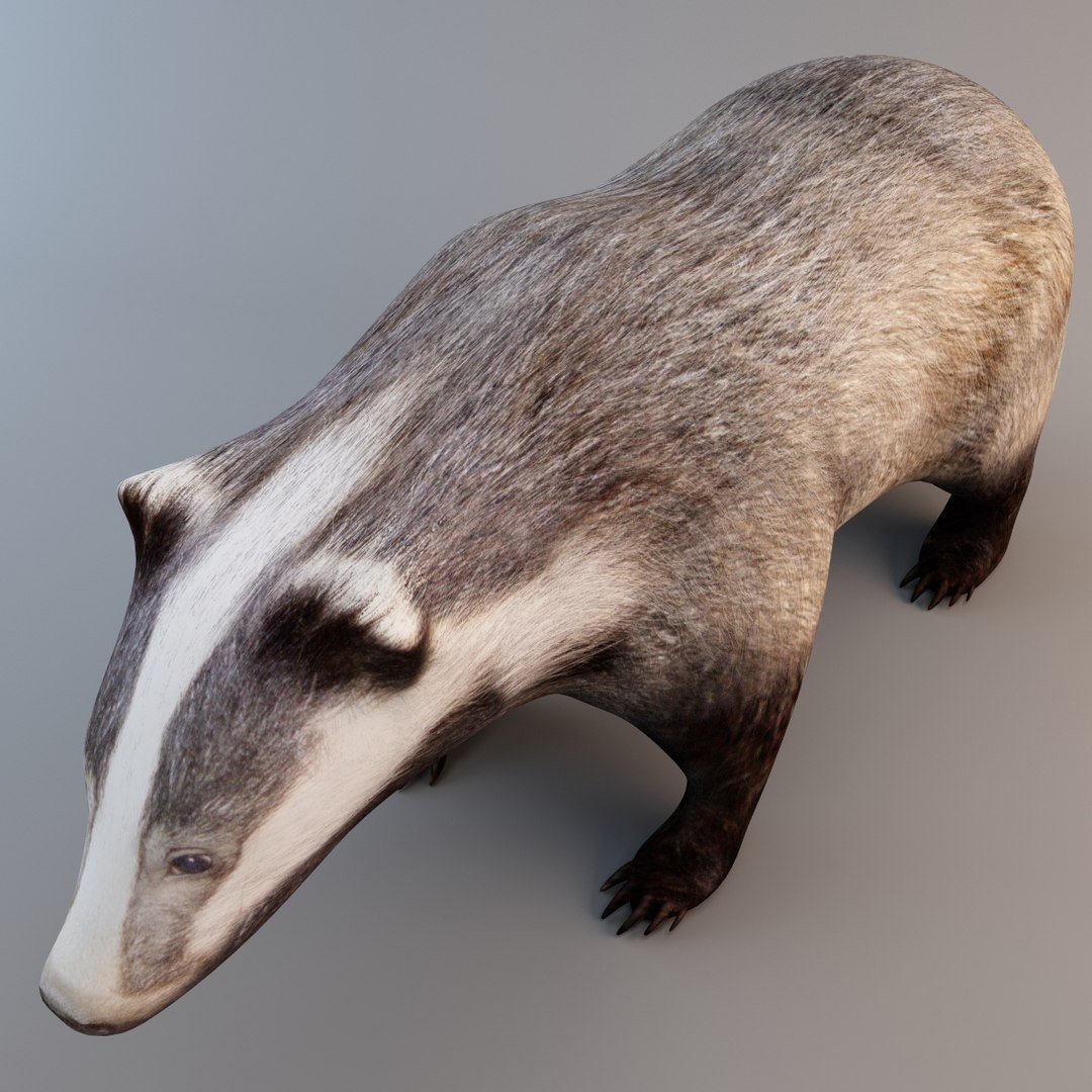 3ds European Badger