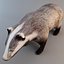 3ds European Badger