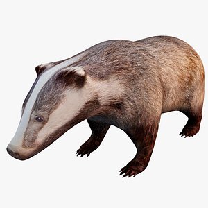 3D Badger Models - Browse & Download Formats - TurboSquid
