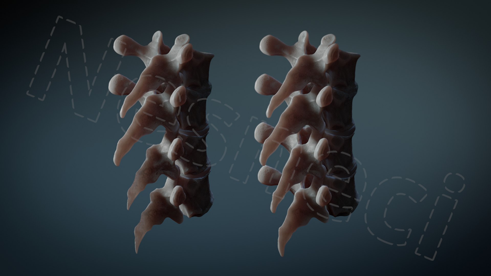 3D Human Vertebrae T6 Cross Section - TurboSquid 1239928