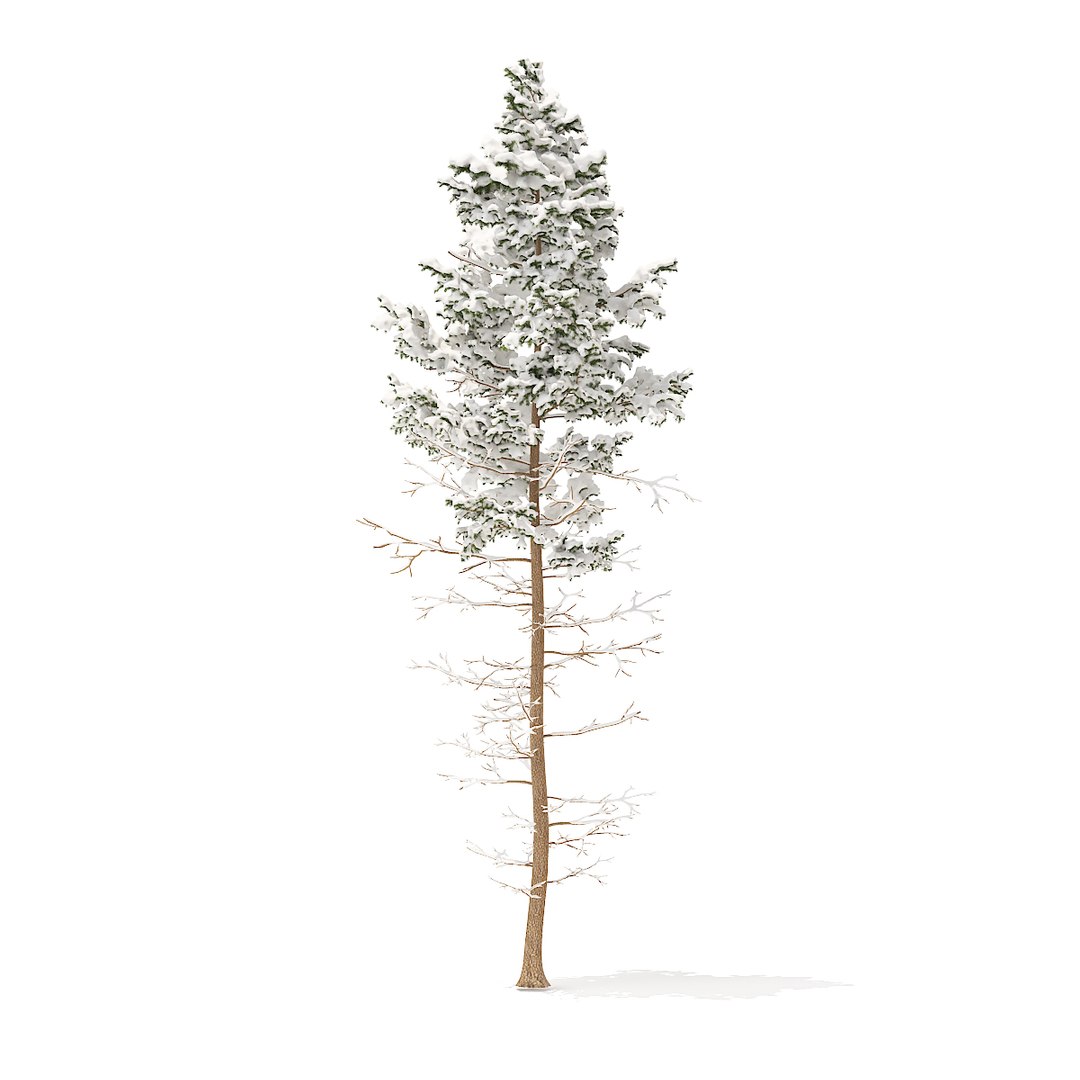 3D Model Pine Tree Snow 16m - TurboSquid 1273817