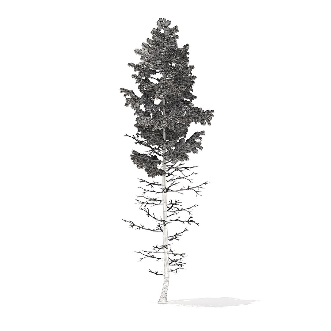 3D Model Pine Tree Snow 16m - TurboSquid 1273817