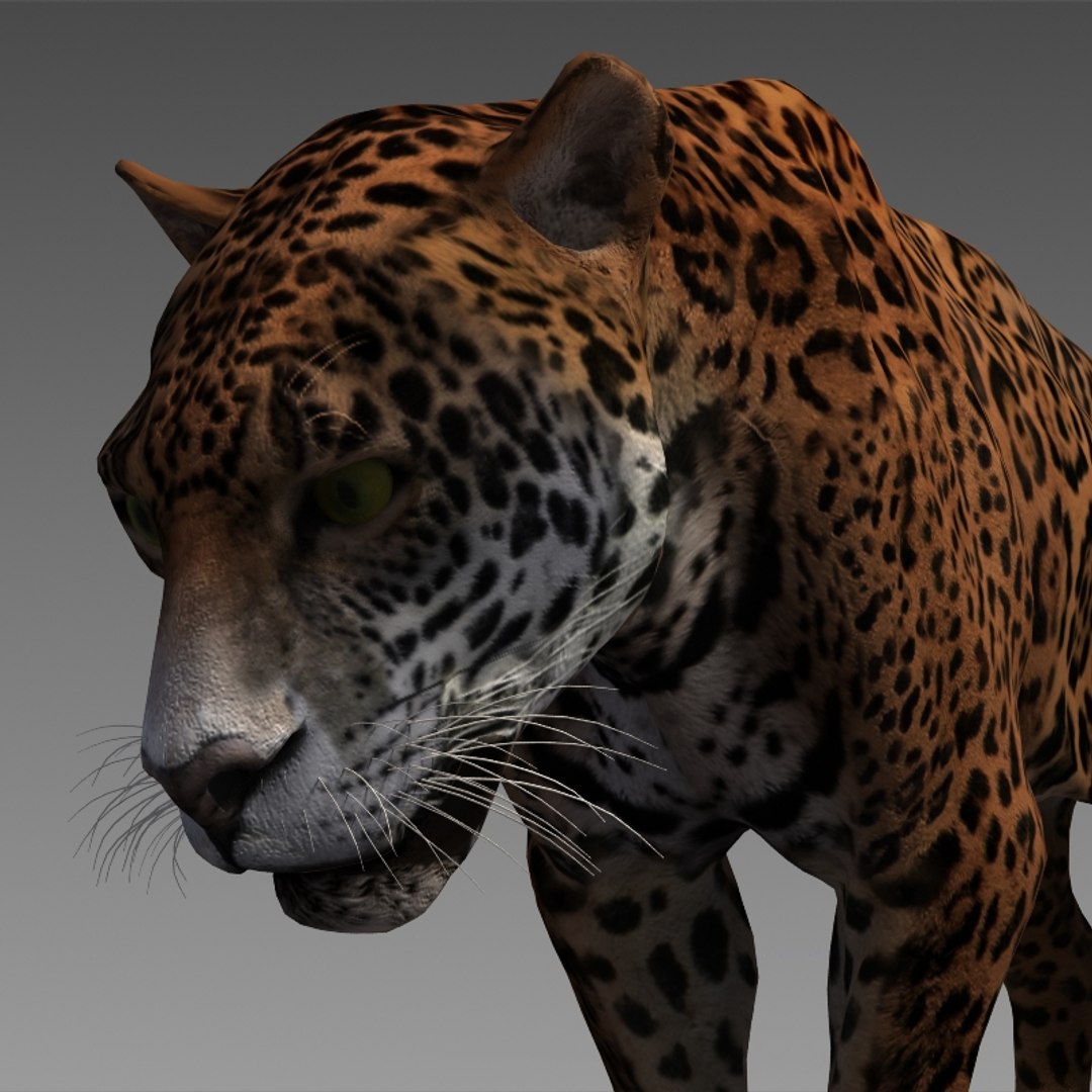 3d Wild Cats Feline Model