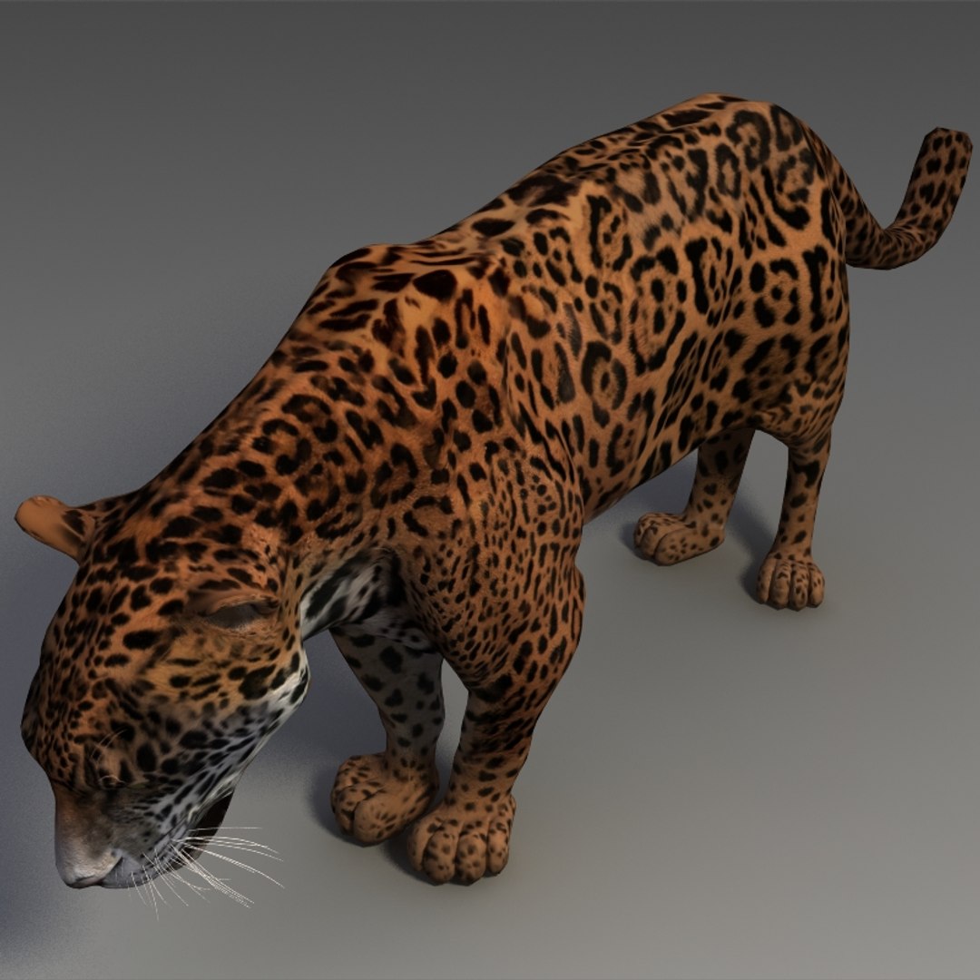 3d Wild Cats Feline Model